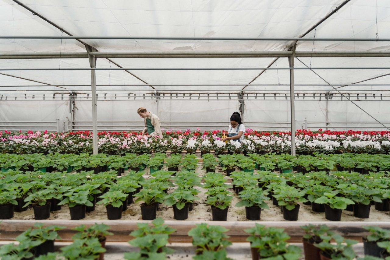 Greenhouse Shelving: What You Need to Know - Greenhouse Adviser